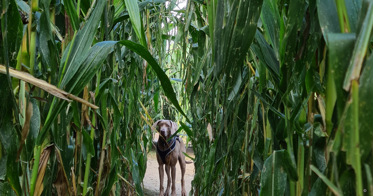 Avventura nel labirinto di mais con un cane