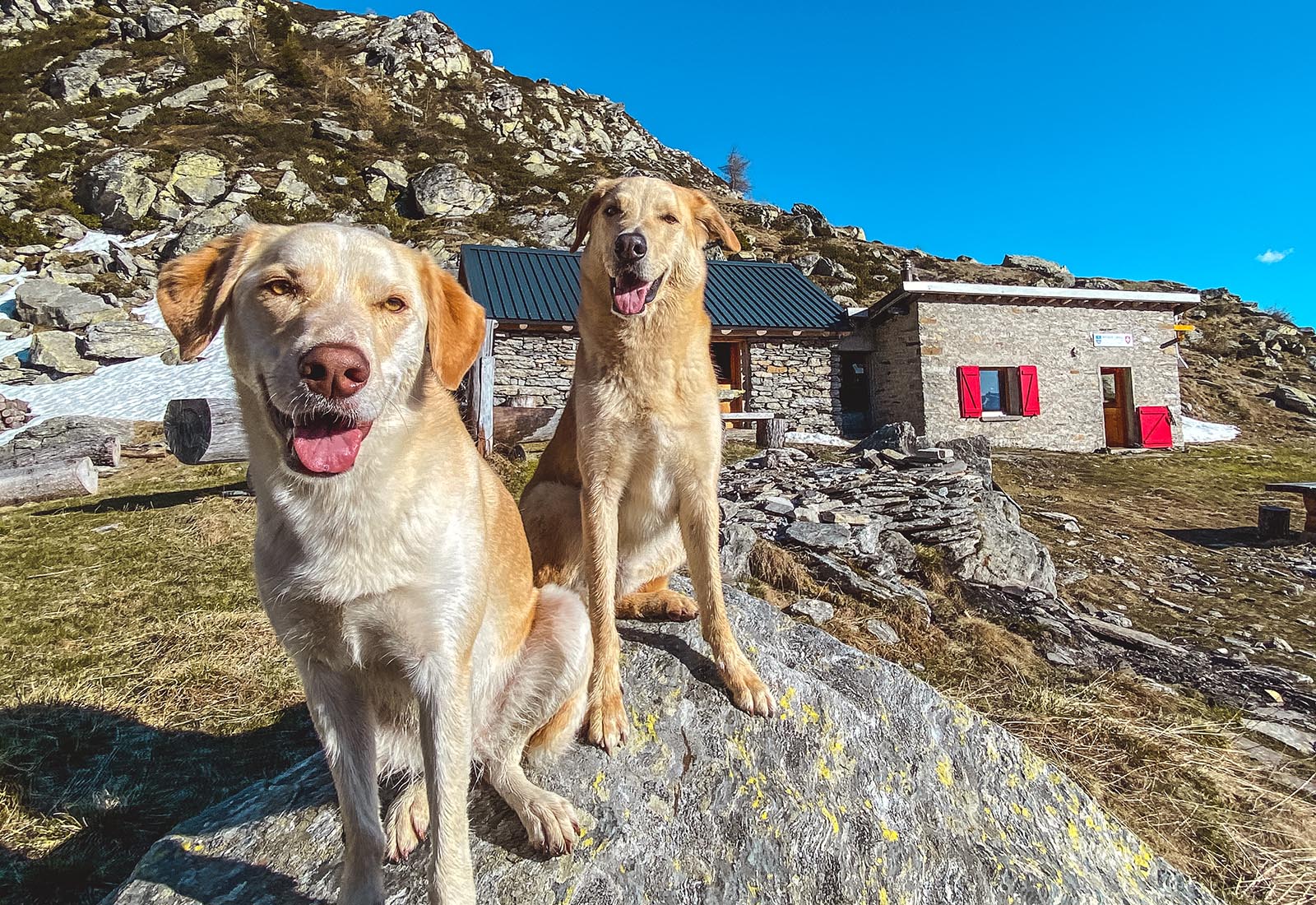 Hütten-Abenteuer Schweiz: mit Hund erleben