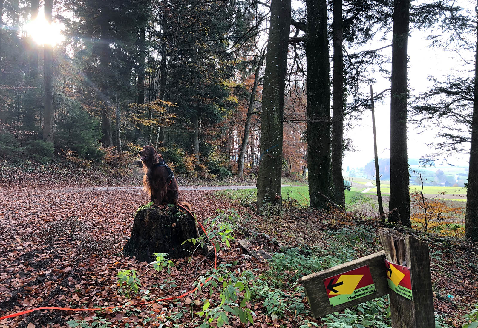 Schloss Buchegg - Gächliwil - Schloss Buchegg